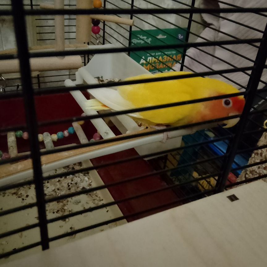 Попугай неразлучники пара