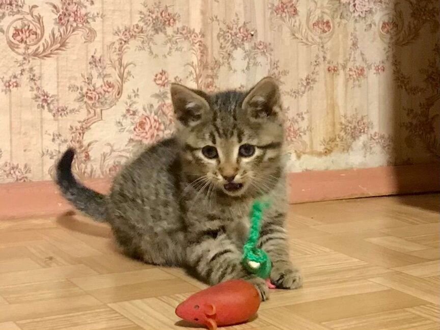 Котята