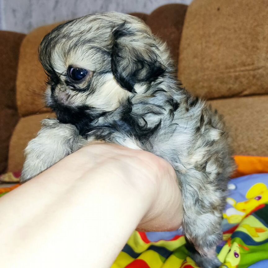 Пекинес, щенок