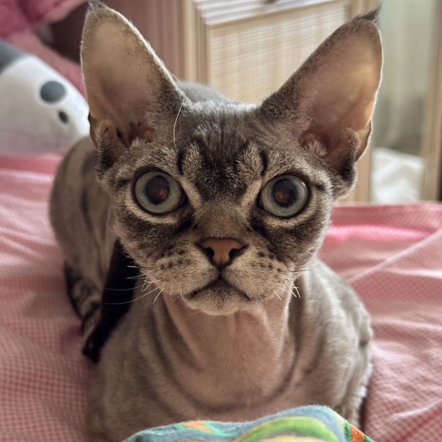 Котенок девон-рекс