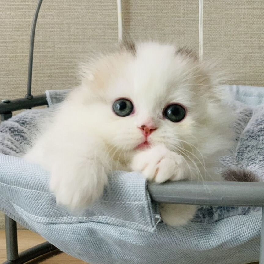 Котенок Хайленд фолд