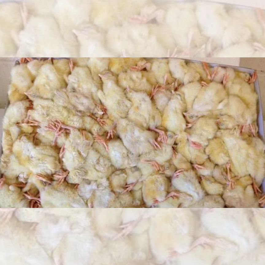 Цыплята суточные на корм