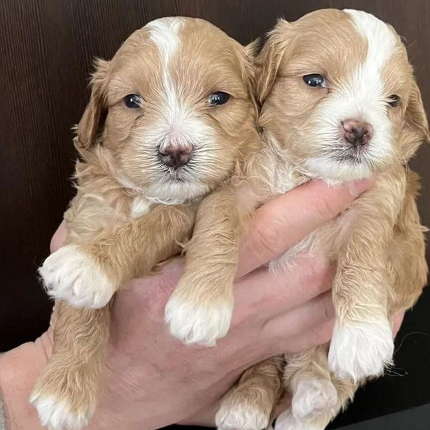 Мальтипу, щенок