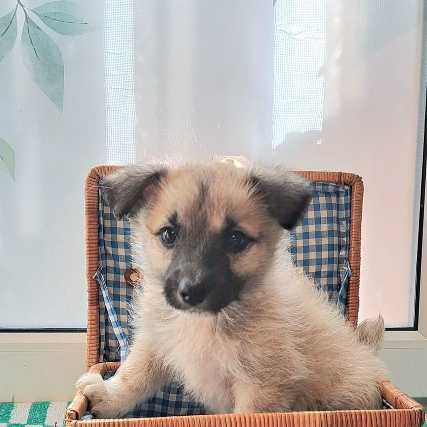 Щенок в добрые руки бесплатно