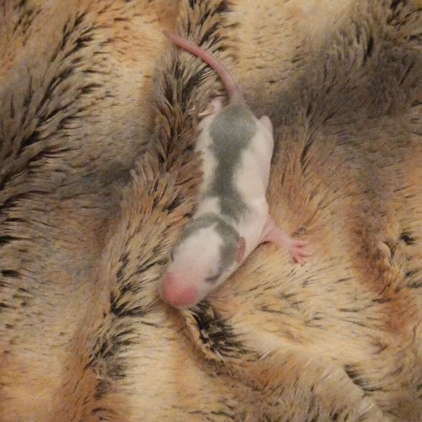 Декоративные микс