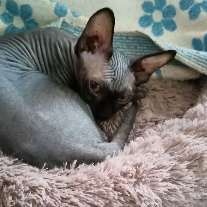 Канадский сфинкс котёнок