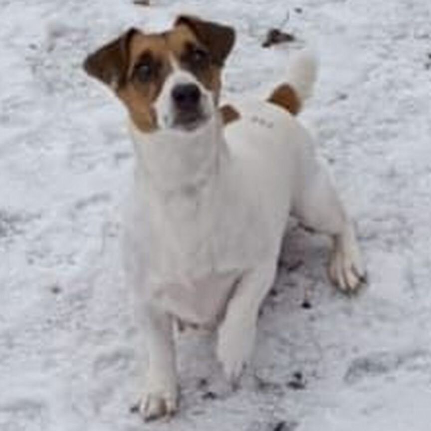 Джек-рассел-терьер, щенок