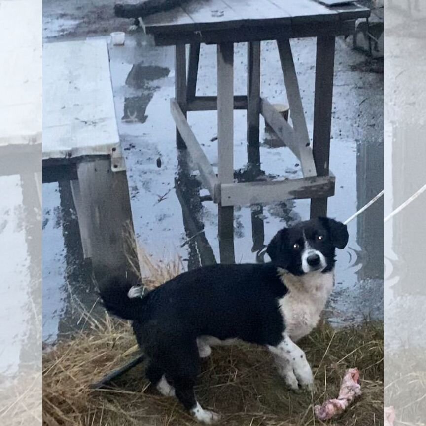 Щенок в добрые руки