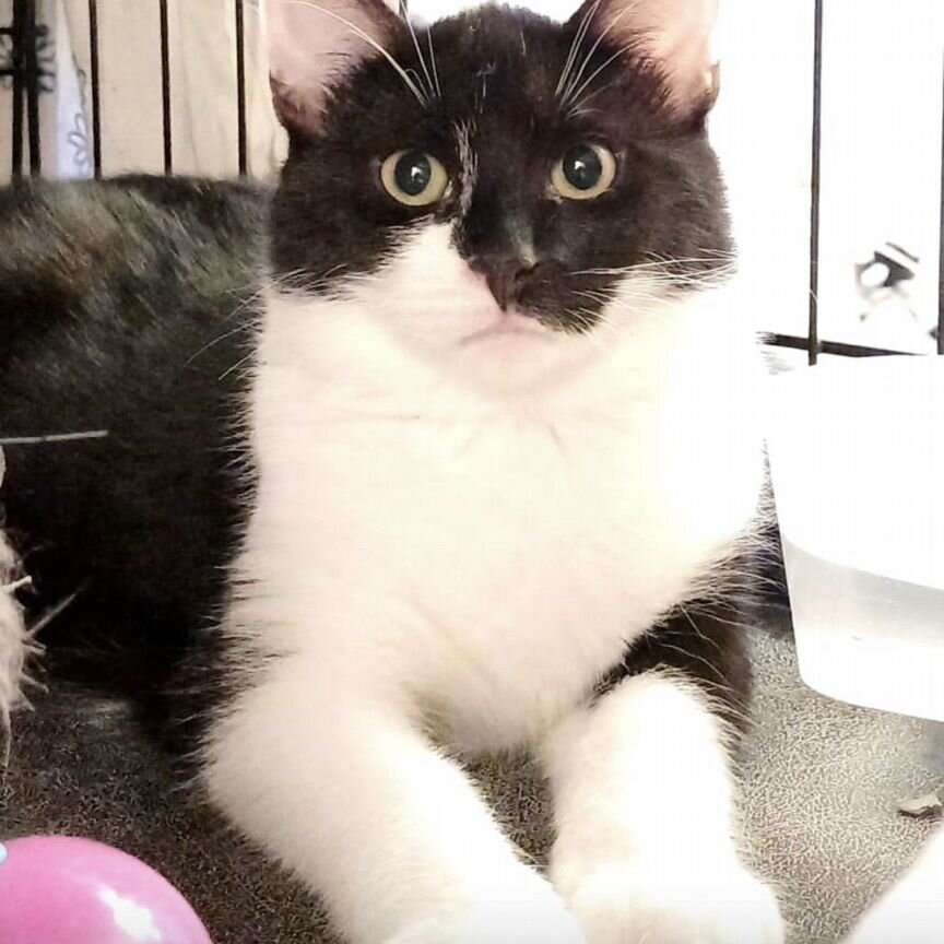 Котик в добрые руки 4,5 м