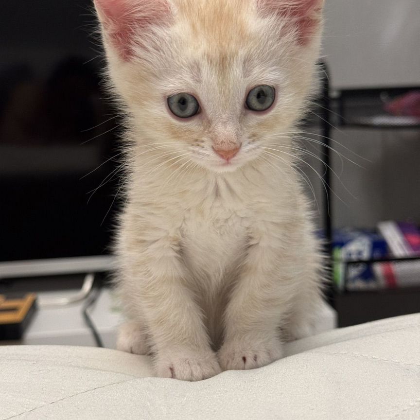 Котенок мальчик 2 мес бесплатно