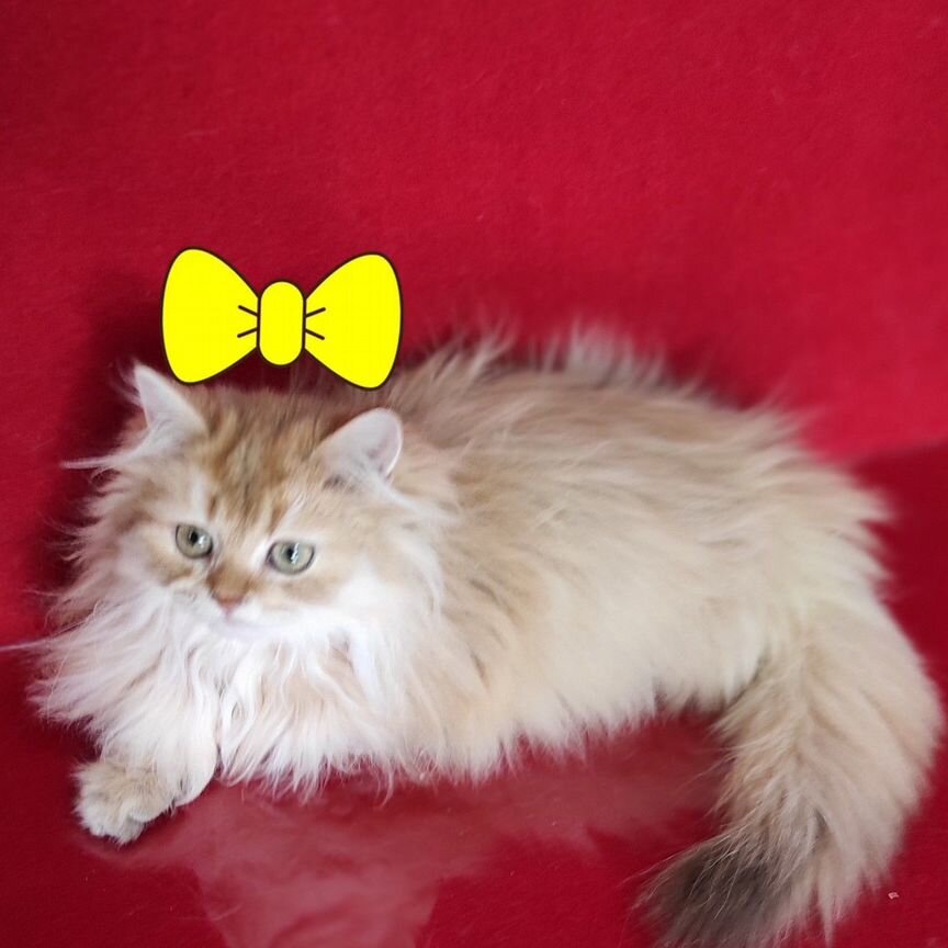 Британский длинношёрстный котёнок