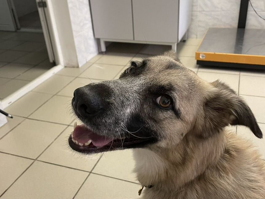 Собака в добрые руки отдам бесплатно