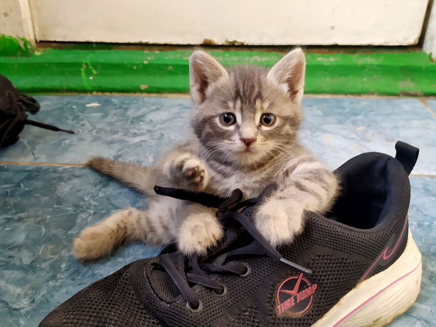 Котята в добрые руки девочки