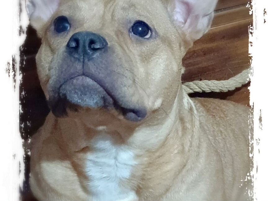 Американский булли амбулли покет