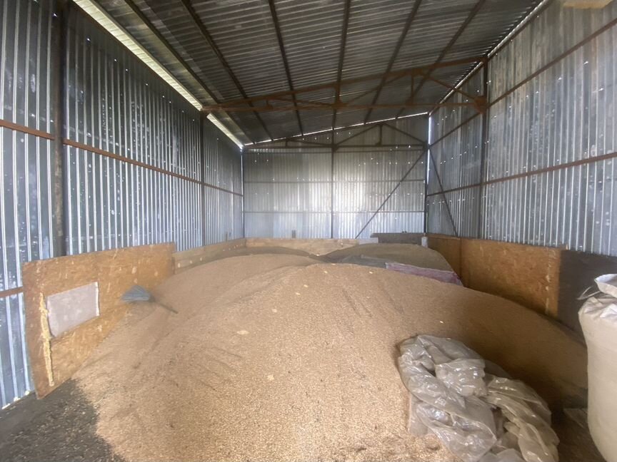 Продам зерно пшеницы