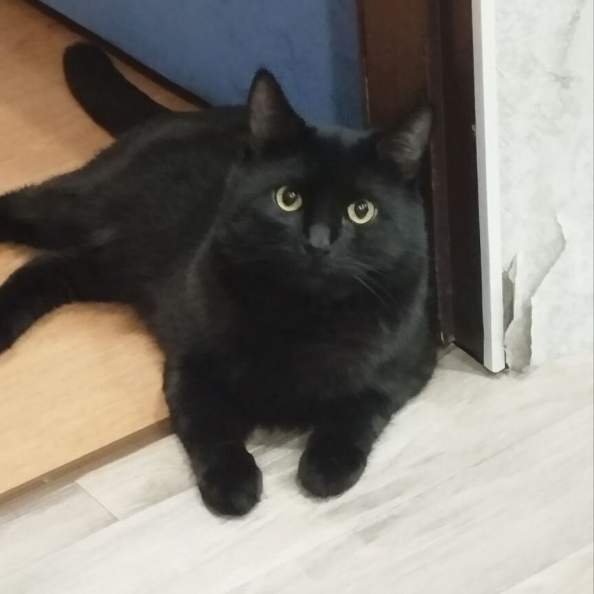 Отдам кота в добрые руки черный