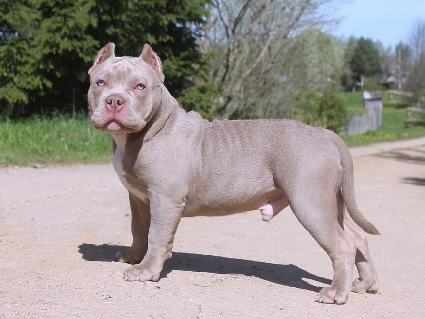 Шикарный мальчик американский булли