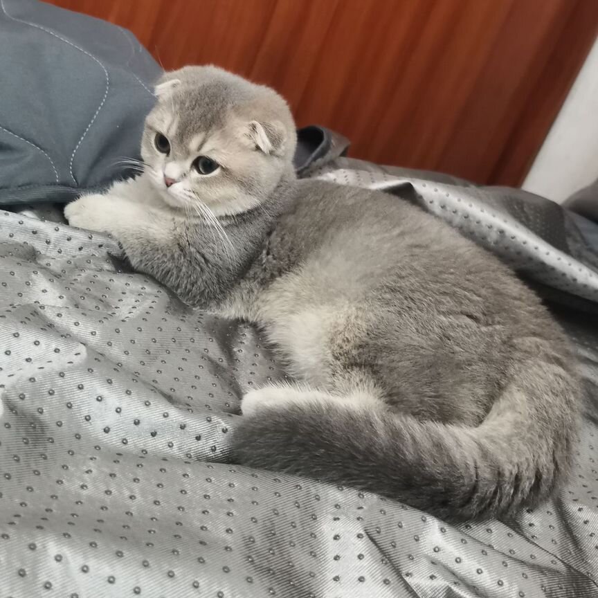 Шотландская вислоухая кошка