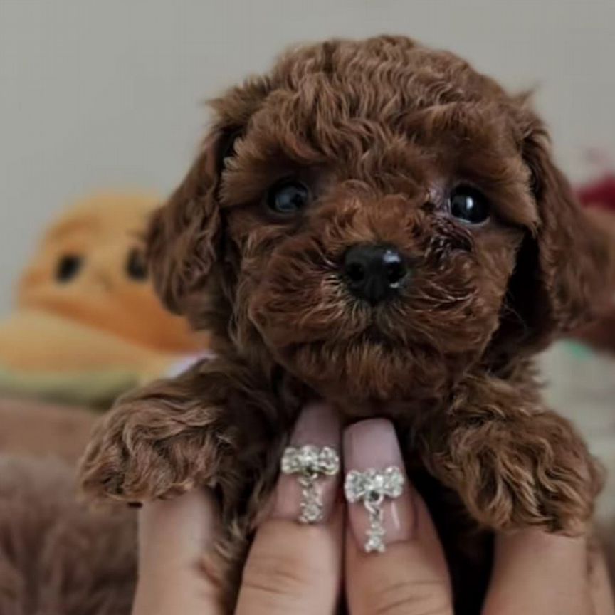 Мальтипу, щенок