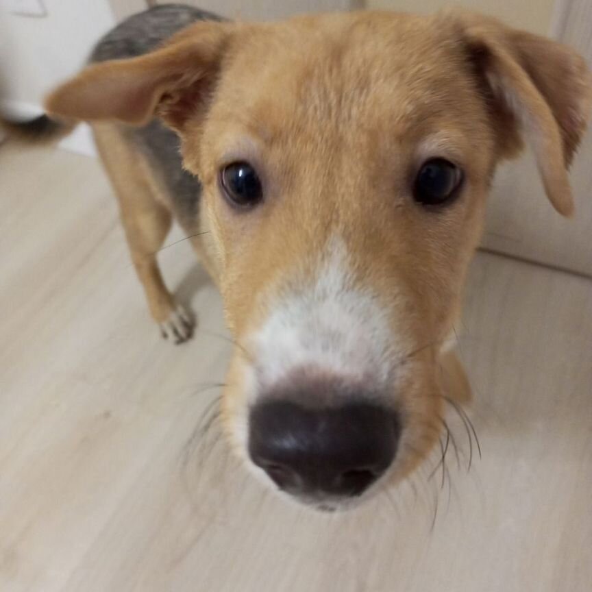 Щенок в добрые руки, девочка