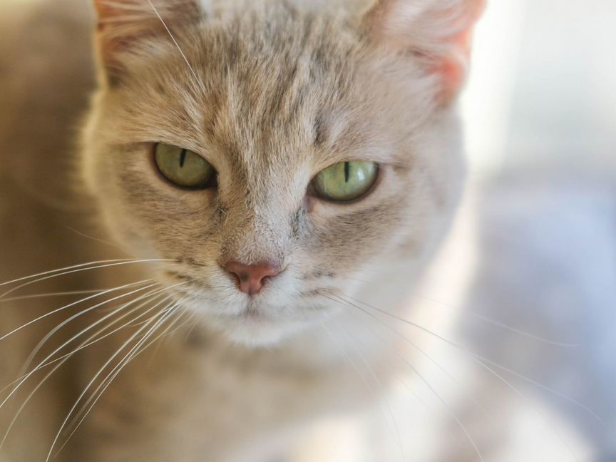 Кошка Персик