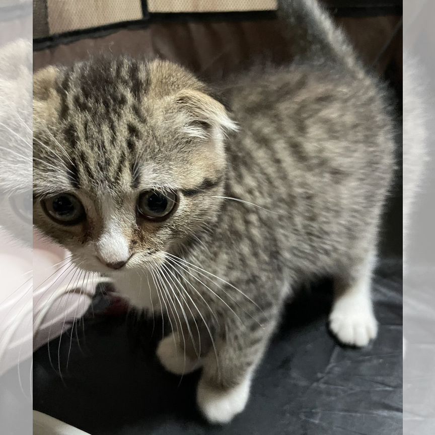 Шотландская вислоухая кошка бесплатно