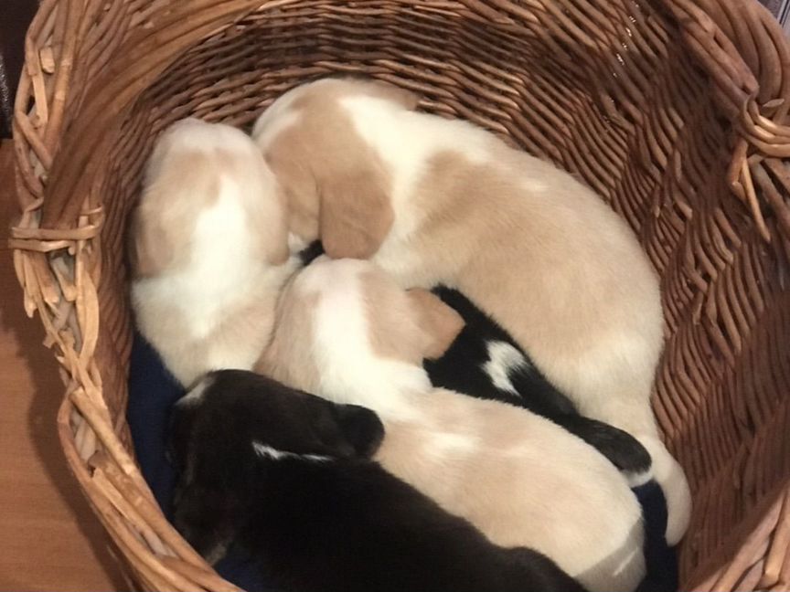 Собаки щенки бигль