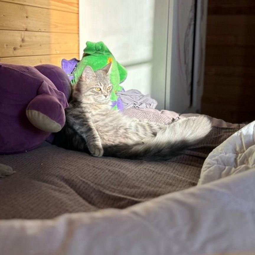 Сибирские котята питомник