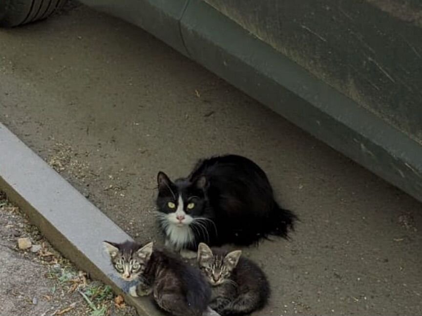 Котята хотят домой