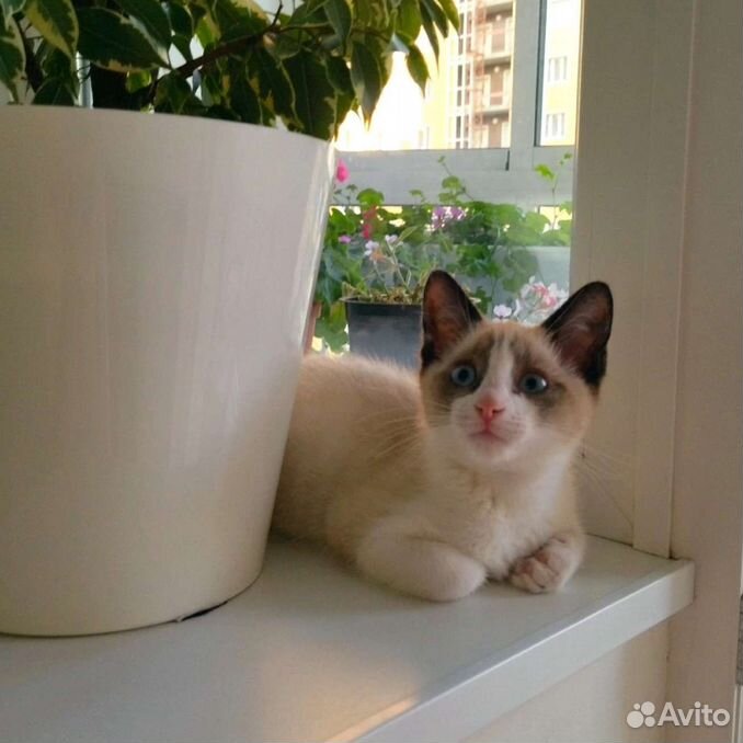 Бонечка в дар