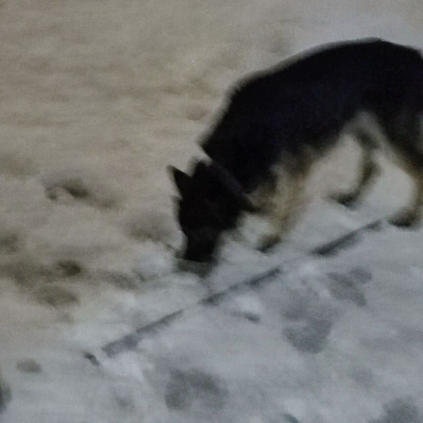 Найдена собака