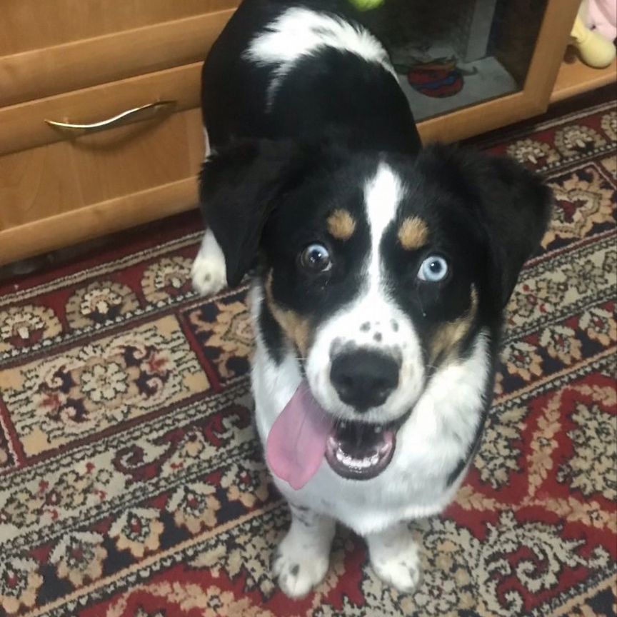 Собака дворняжка