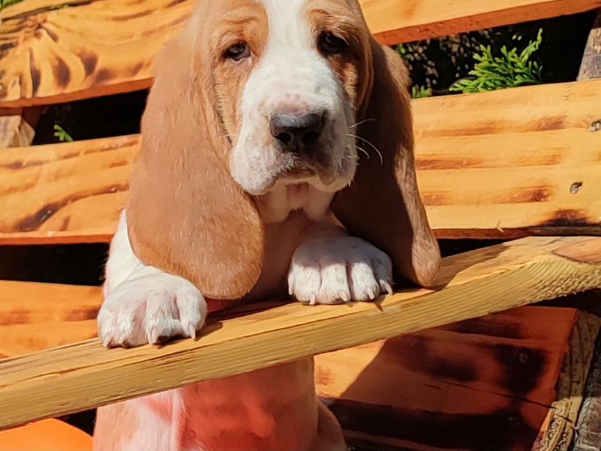 Бассет хаунд