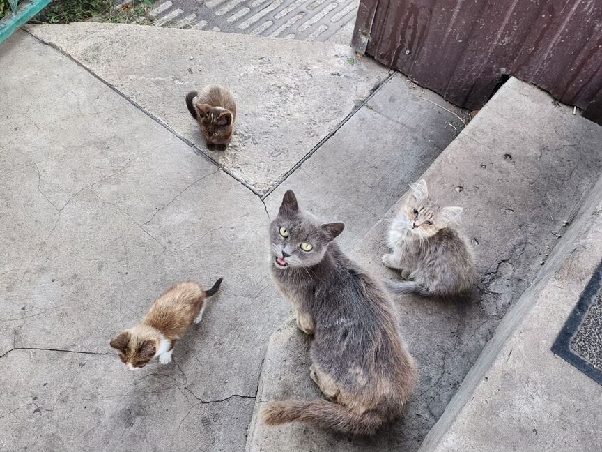 Котята ждут маму или папу