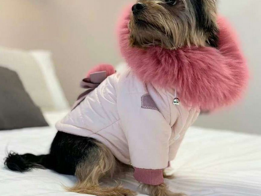 Эксклюзивная одежда для собак мелких пород