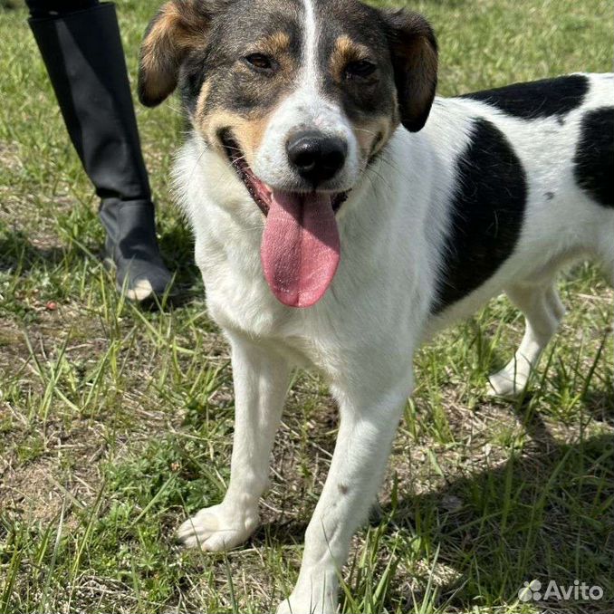 Улыбчивый пёс проживает жизнь в приюте