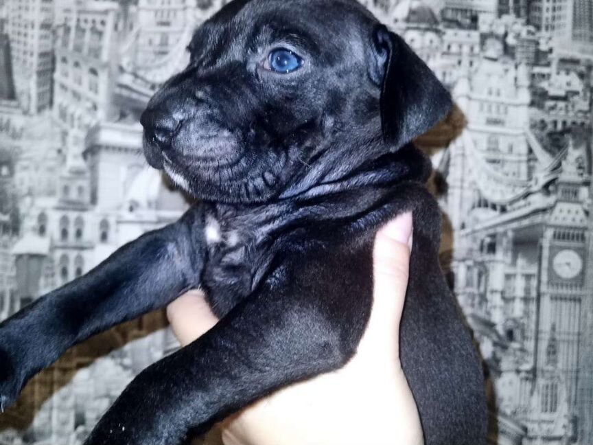 Щенки питбультерьера