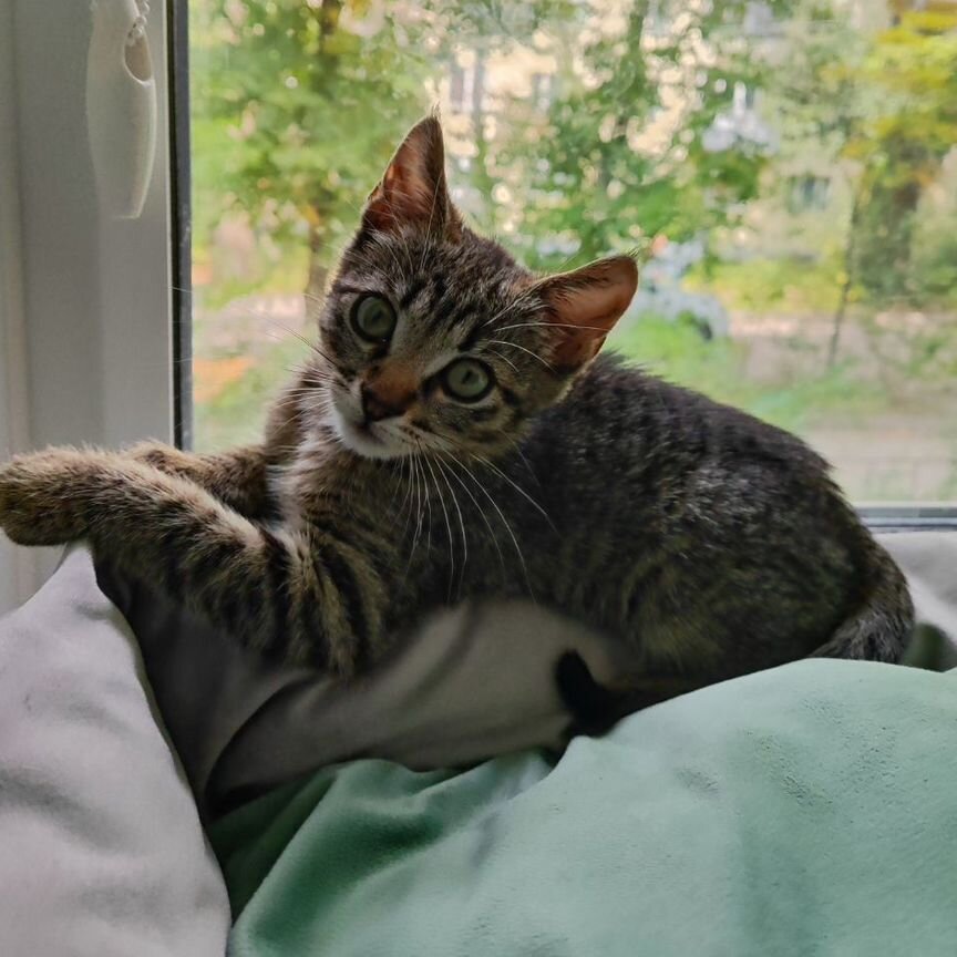 Китикет ищет дом