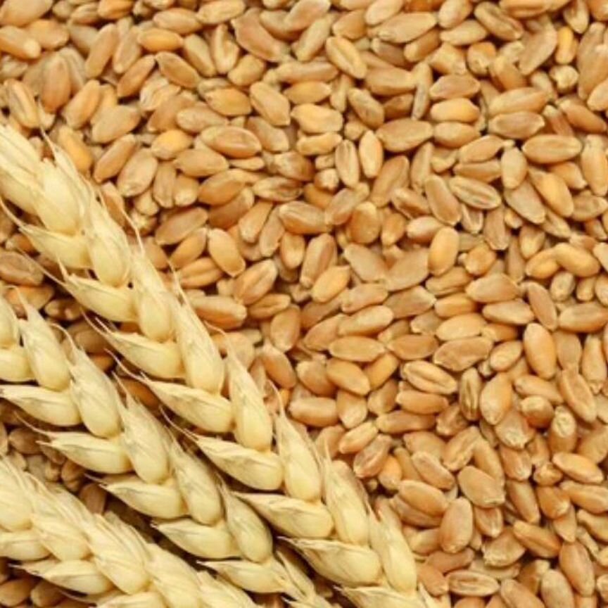 Пшеница фуражная