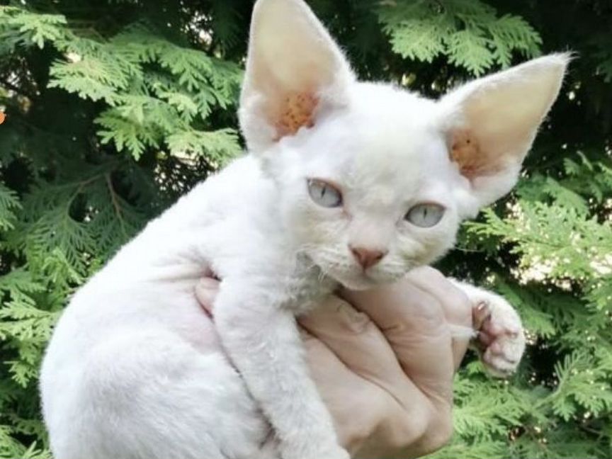 Котята девон-рекс