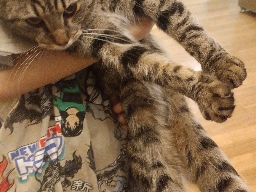 Кот.Отдам в хорошие руки