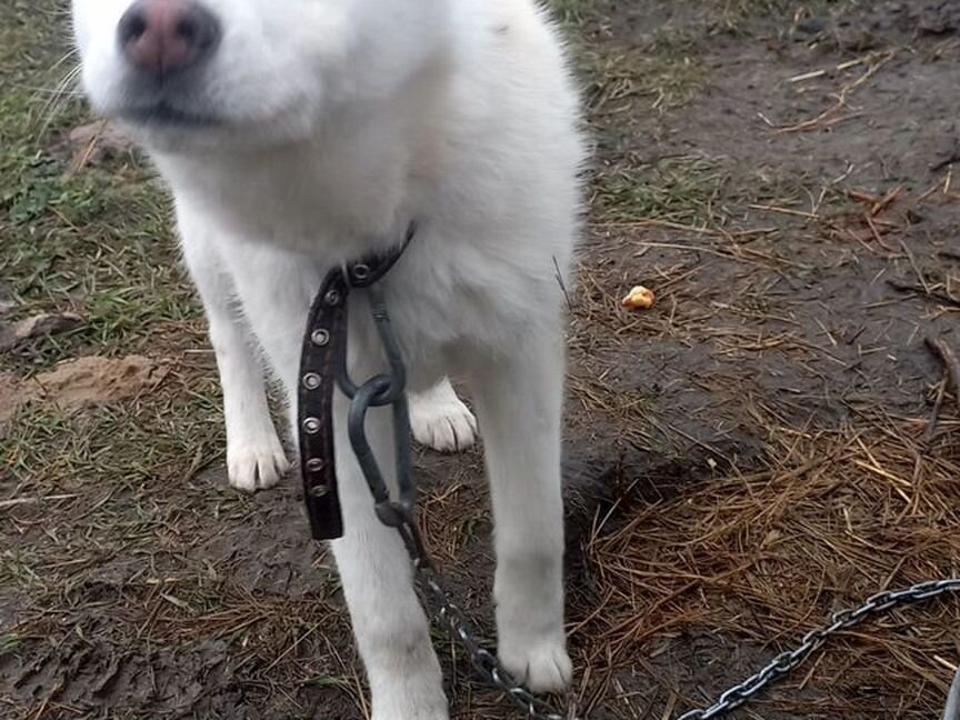 Щенок в добрые руки бесплатно хаски