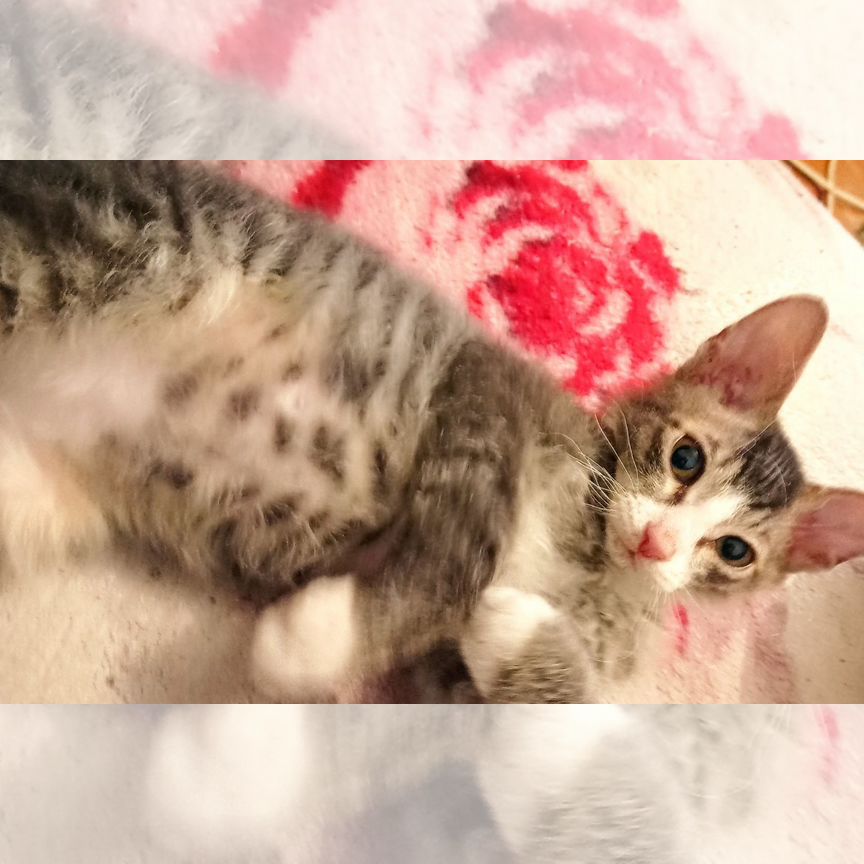 Донской сфинкс котёнок