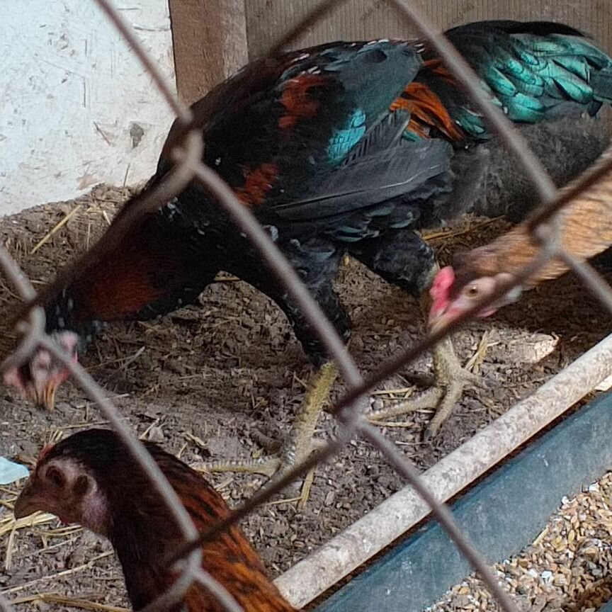 Трёх петушков