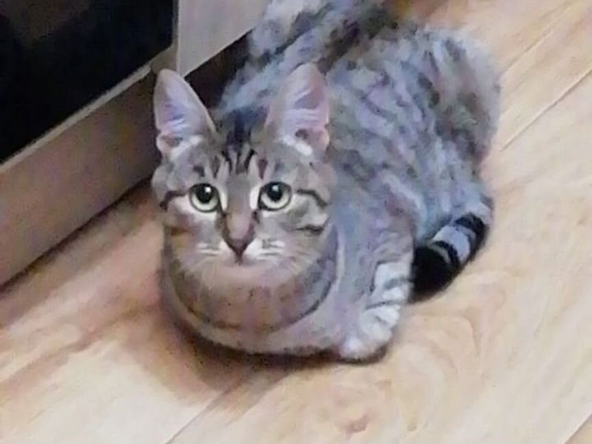 Котенок в добрые руки