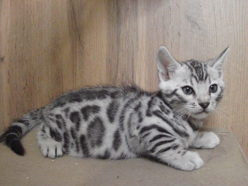 Последний котик серебро окраса