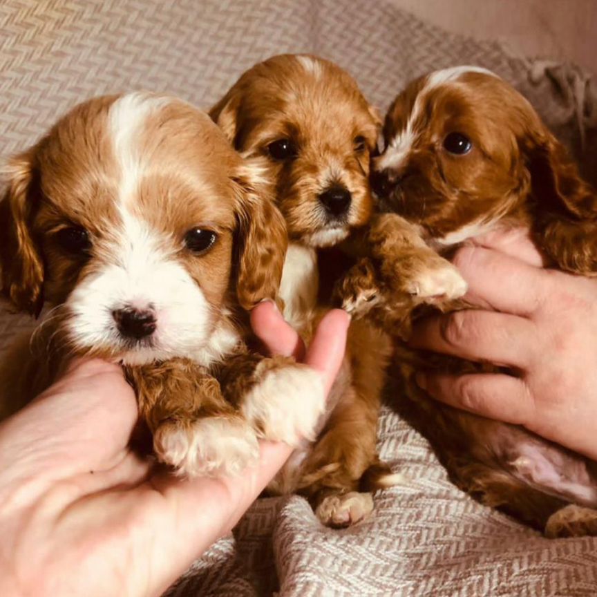 Кавапу, щенок