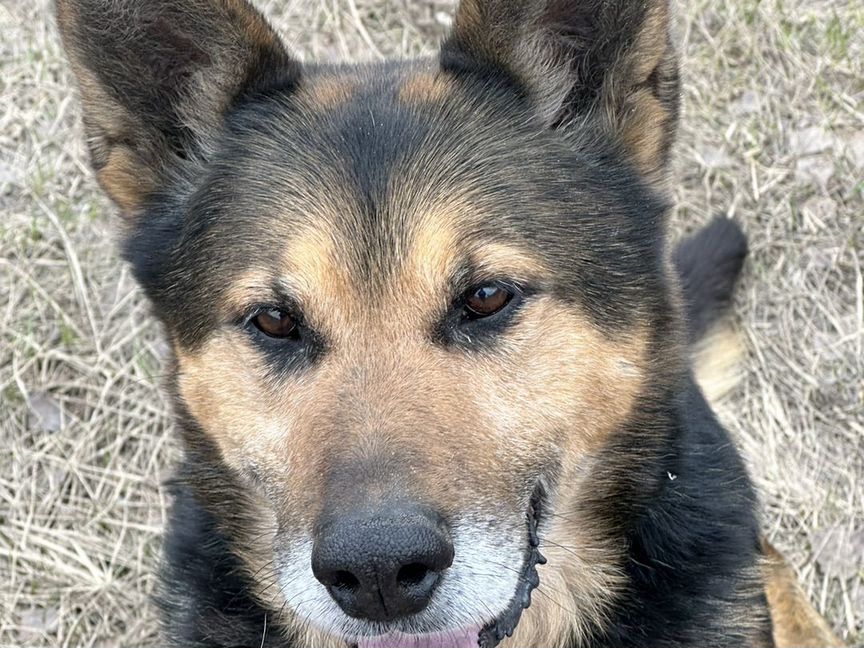 Овчарка из приюта в добрые руки бесплатно