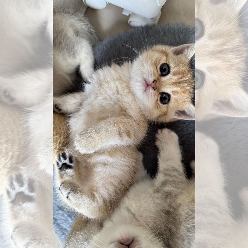Шотландский прямоухий короткошёрстный котёнок