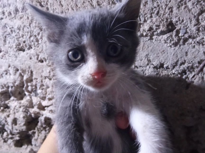 Милые котята ищут себе дом